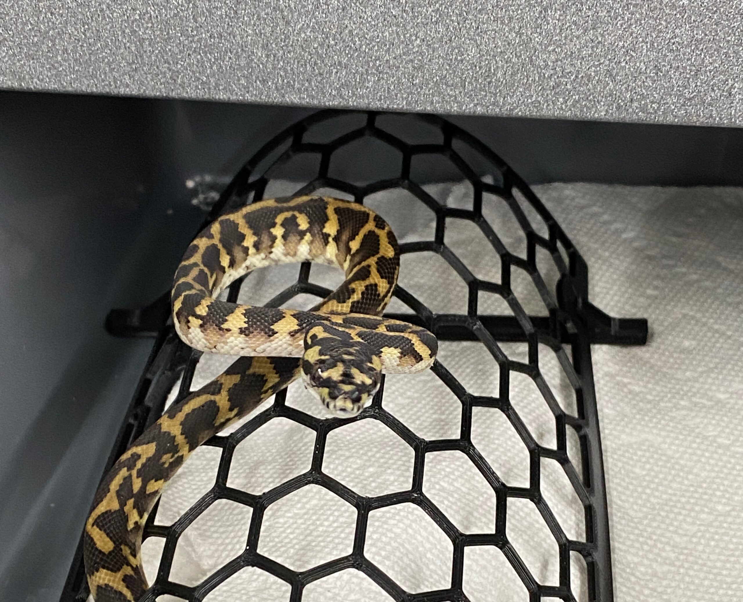 Baby Arboreal “Mesh” Perch – Reptile Husbandry Designs